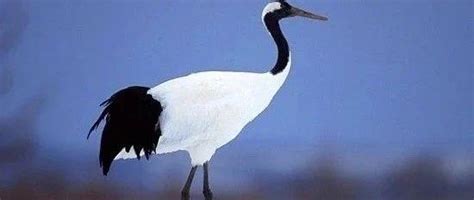 百里马：鹤先生 知乎