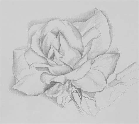 2 Roses Drawing At Explore Collection Of 2 Roses