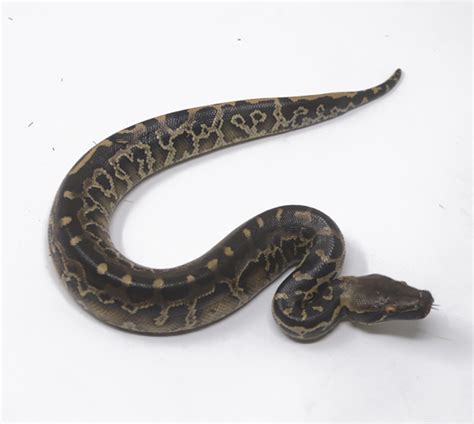 Sumatran Short Tail Python Female Dynasty Reptiles