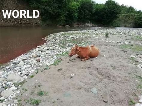 World ესეცკი პლაჟზე ისვენებს მეკი სახლში ვიწვი😂😂😂 Facebook