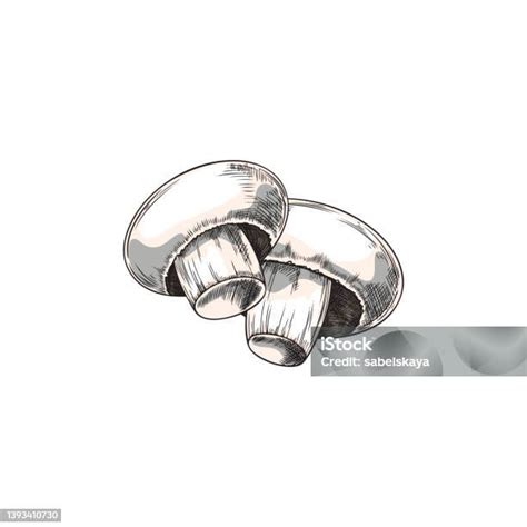 샴피뇽 스케치 손으로 그린 버섯 벡터 일러스트 레이 션 격리 건강한 식생활에 대한 스톡 벡터 아트 및 기타 이미지 건강한 식생활 검은색 고풍스런 Istock