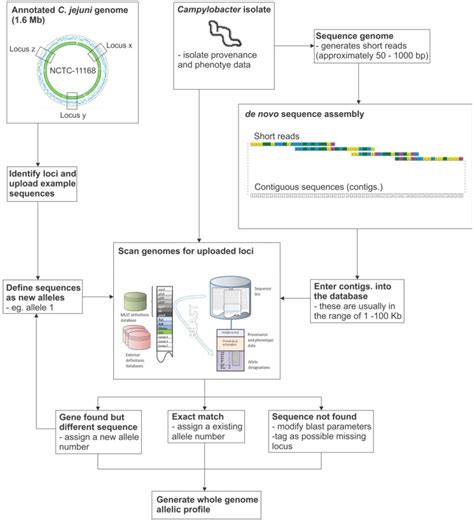 Schematic Diagram Of The Gene By Gene Analysis Pipeline Download