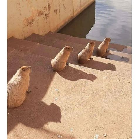 아기 카피바라 인스티즈instiz 이슈 카테고리