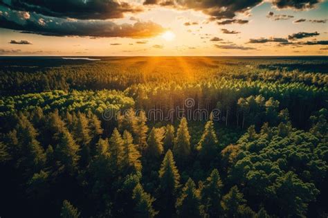 Aerial View Of A Forest Bathed In Summers Warm Sunlight Stock Illustration Illustration Of