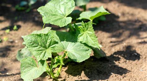 Cucumber Growing Stages