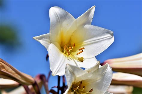 Free Lily Flower Photos Pixabay