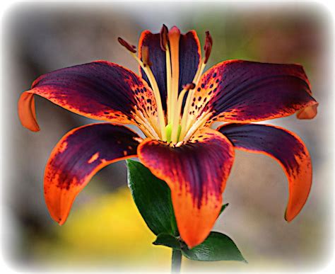 Tiger Lily Varieties At John Moses Blog
