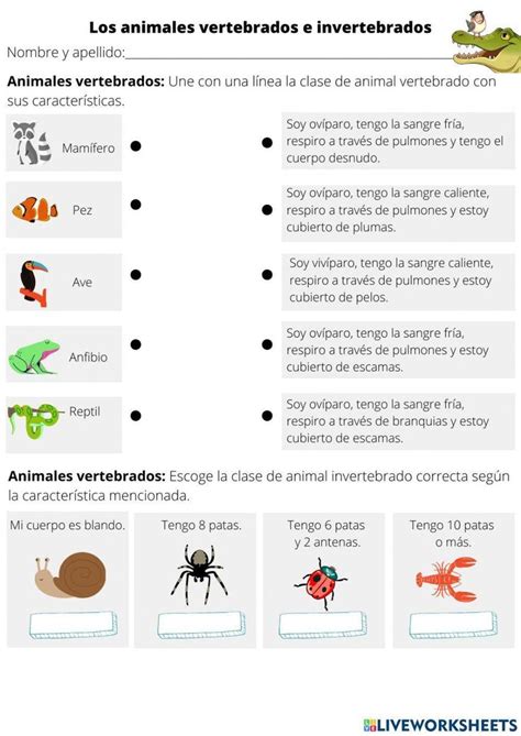 Los Animales Vertebrados E Invertebrados Segundo Básico Science