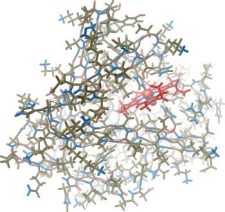 Myoglobin PDB ID 1mbn 6 The Structure Of Myoglobin Revealed For The Download Scientific