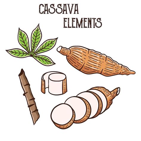 Cassava Drawing Vectors And Illustrations For Free Download Freepik