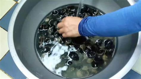 조개 해감하는 방법★ 조개해감법 Youtube