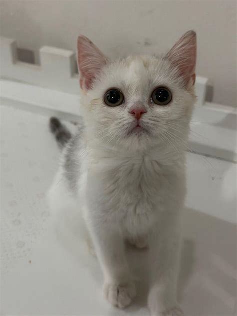 หาบ้านให้น้องแมว Ennxo