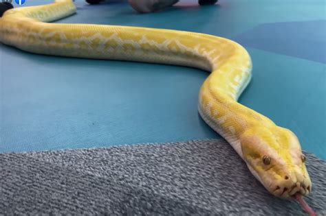 12 Foot Long Python Escapes Inside Louisianas Largest Mall 12 Foot Long Python Escapes Inside Louisianas Largest Mall