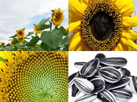 آشنایی با بوته، طبق، گل و دانه گیاه آفتابگردان