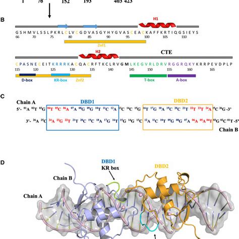A Domain Organization Of Err B Err Dbd Protein Sequence And Download Scientific