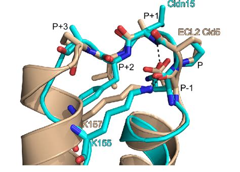 superposition of the interacting cpe interface for the initial download scientific diagram