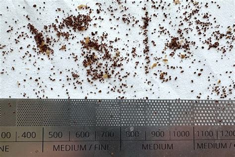 How To Make French Press A Technique For Supertasters The Coffee Chronicler