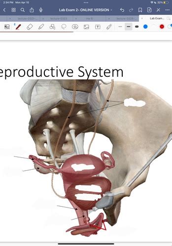 Lab Exam 2 Flashcards Quizlet