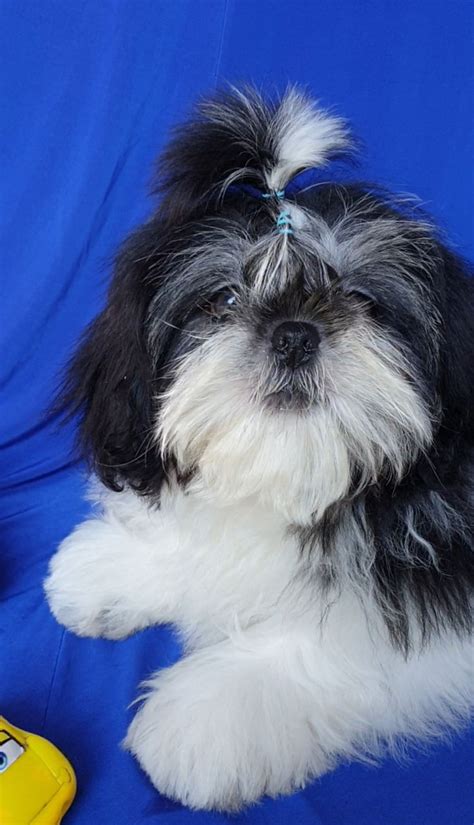 Ши тцу мальчик 50 скидка