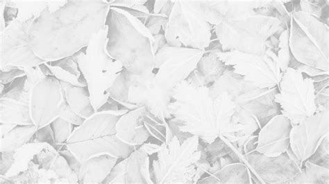 겨울 원더랜드 나뭇잎은 눈과 얼음 질감으로 둘러싸여 있습니다 싸늘한 서리 질감 쌀쌀한 Png 일러스트 및 이미지 에 대한 무료 다운로드 Pngtree