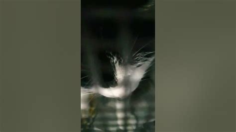 수술하고와서 많이 속상했는지 가방에서 나오지도 않고 졸린데 잠도 안자고 어린양만하는 고양이 Youtube