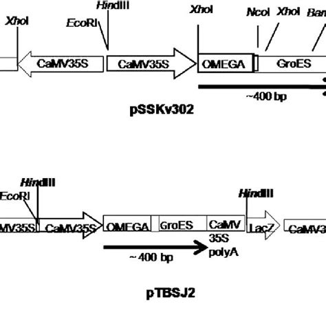 Scheme Of The T Dna Region Of The Two Binary Constructs Used For