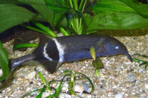 Elephant Nose Fish Tank Diet Health And Breeding