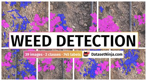 Carrot Weed Dataset Ninja