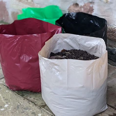 The Best Blight Resistant Potatoes Potato House