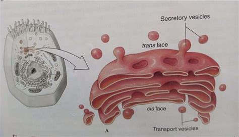 Golgi Apparatus In A Cell Functions Definition And Structure