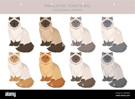 Himalayan Persian Cat Clipart Traditional Type All Coat Colors Set All Cat Breeds