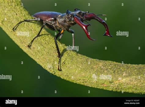 Stag Beetle European Stag Beetle Lucanus Cervus Male On A Branch
