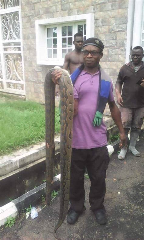 Security Guard Poses With Huge Python After Killing It In Imo State Photo Nairaland General