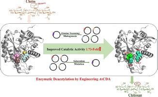 工程化甲壳素脱乙酰酶AsCDA以提高结晶甲壳素的催化效率 Carbohydrate Polymers X MOL