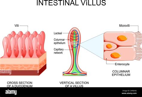 Goblet Cells Diagram