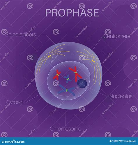 Prophase Cartoons Illustrations And Vector Stock Images 238 Pictures To Download From