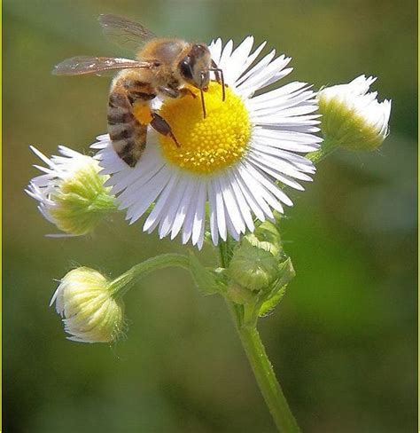 Цвеќе природа цитати и убави слики