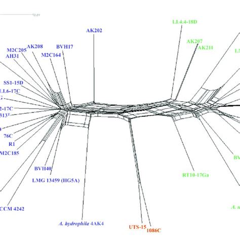 Neighbor Networks Graph Based On The Concatenated Sequences Of The 16