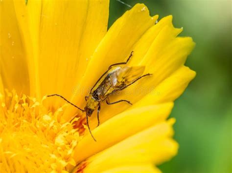 Western Corn Rootworm Beetle Sitting On Yellow Flower Stock Image