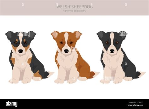 Clipart De Chiot De Berger Gallois Toutes Les Couleurs De Manteau