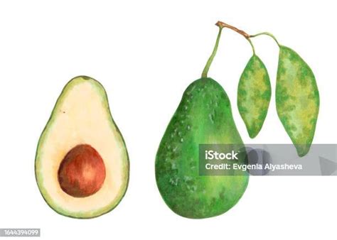 아보카도 과일 구덩이와 아보카도 잎으로 전체와 반 포장 디자인 장식 요소를 위한 비건 건강하고 영양가 있는 음식 세계 채식의 날 가을에 대한 스톡 벡터 아트 및 기타 이미지