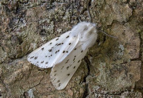 White Ermine Moth Identification Life Cycle Facts And Pictures