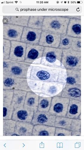 Cell Cycle Mitosis Flashcards Quizlet