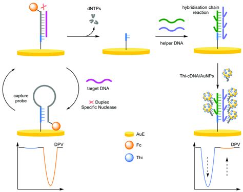 Schematic Representation Of A Hybridisation Chain Reaction Based Download Scientific Diagram