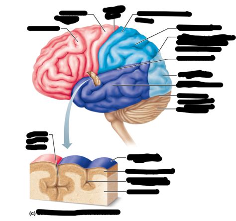 Brain Cerebral Cortex Gyri And Sulci Diagram Quizlet