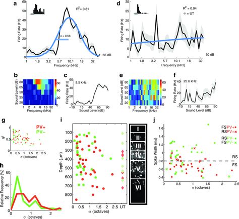 Frequency Tuning Width We Measured Frequency Tuning Using Download Scientific Diagram