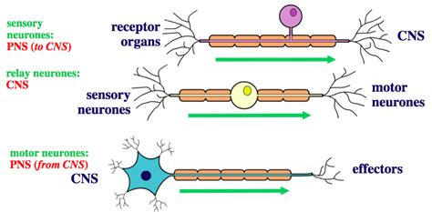 Nervous System Gcse Biology Triple Aqa Revision Study Rocket
