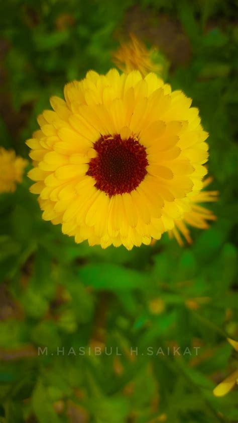 📷 M Hasibul H Saikat The Beauty Of Stamford Campus