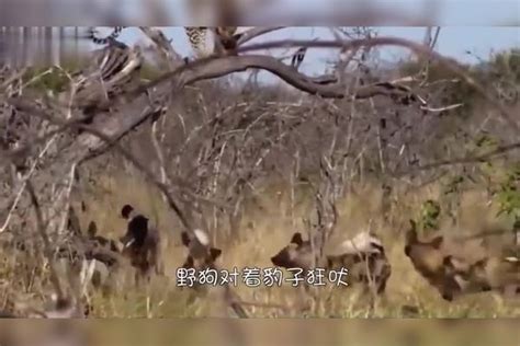 一群野狗欺负豹子，想把它扯下来，豹子憋屈却不敢造次豹子