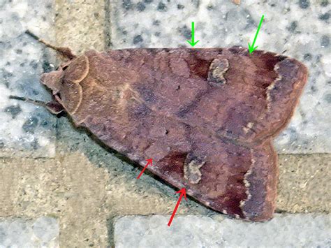 北茨城周辺の生き物 オオバコヤガ
